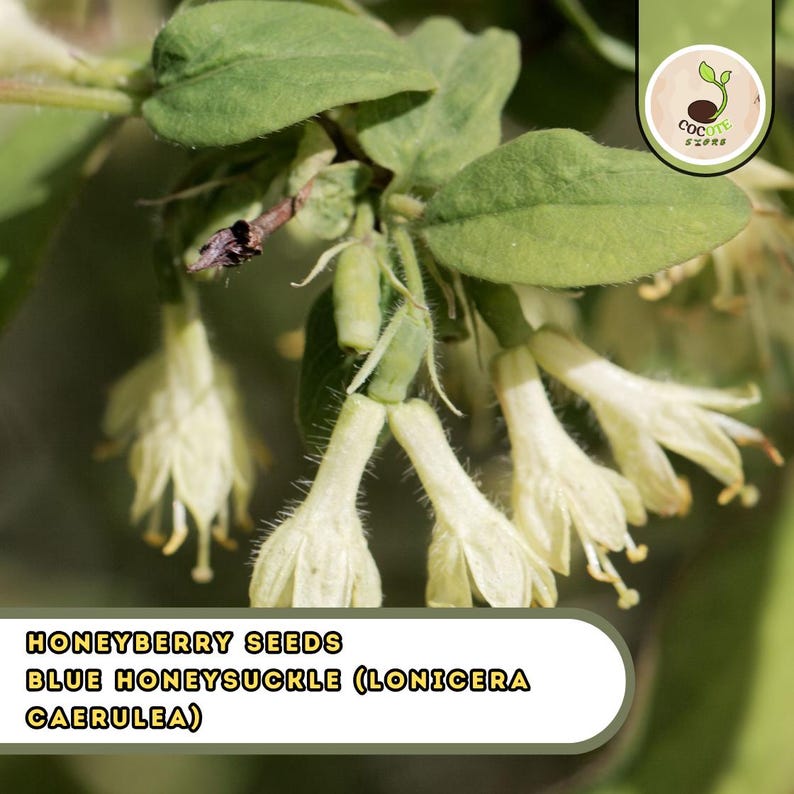 Honeyberry Seeds – Blue Honeysuckle (lonicera Caerulea), Edible Fruit ...