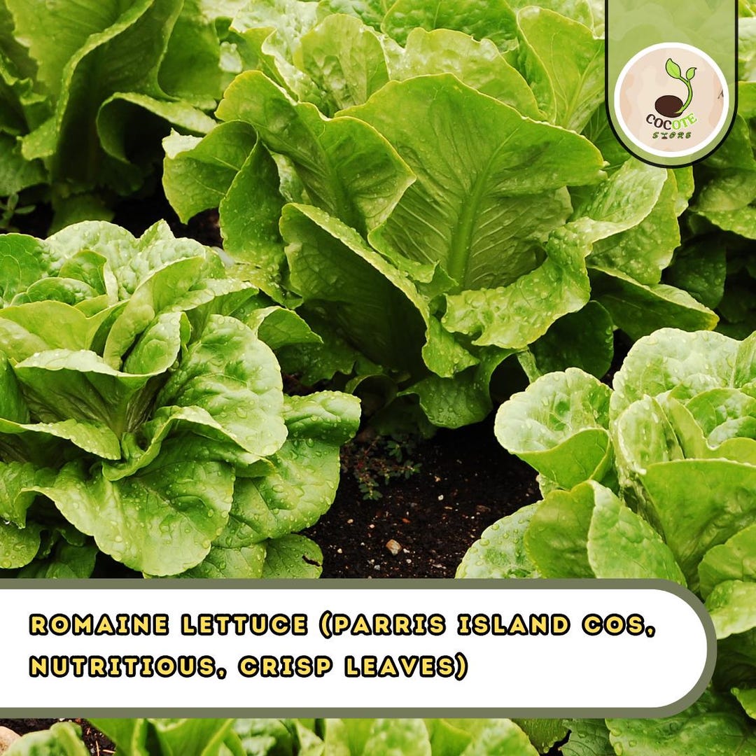 Romaine Lettuce (parris Island Cos, Nutritious, Crisp Leaves) - Etsy