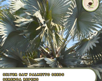 5 SILVER SAW PALMETTO Serenoa Repens American Dwarf Palm Tree Shrub ...