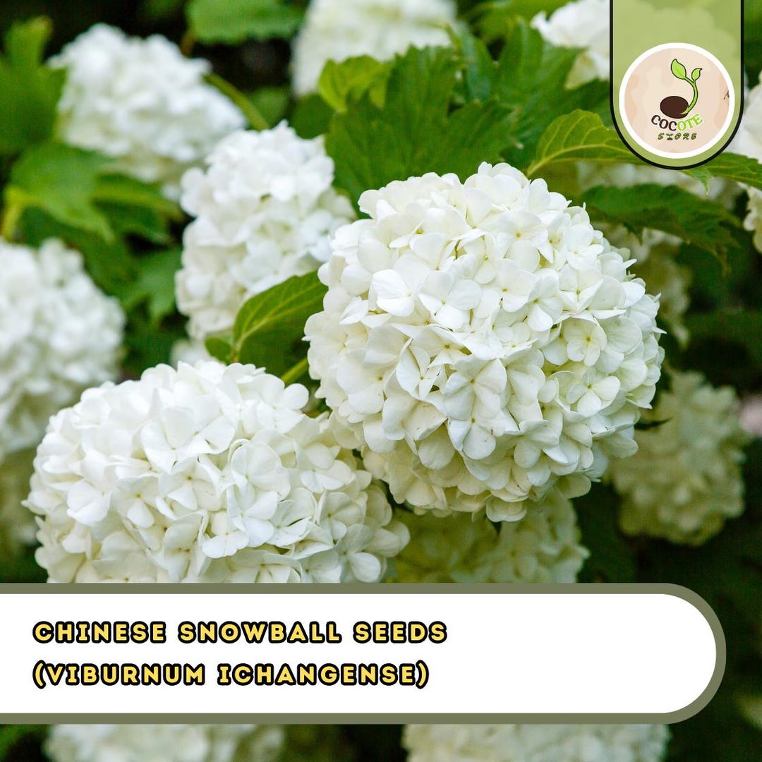 Chinese Snowball Seeds (viburnum Ichangense) | Fast-growing Ornamental ...