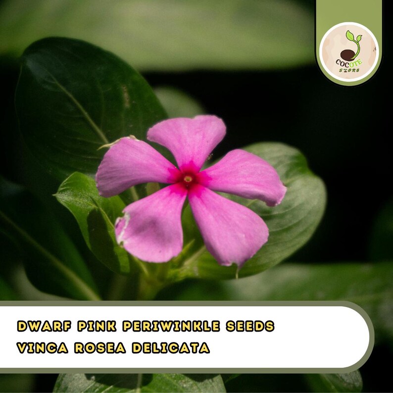 Dwarf Pink Periwinkle Seeds | Vinca Rosea Delicata | Ground Cover ...
