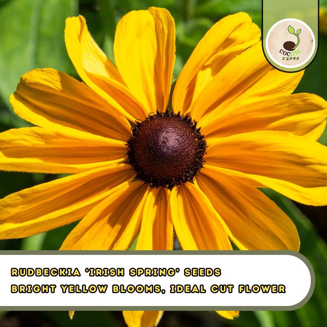 Rudbeckia ‘irish Spring’ Seeds – Bright Yellow Blooms, Ideal Cut Flower ...