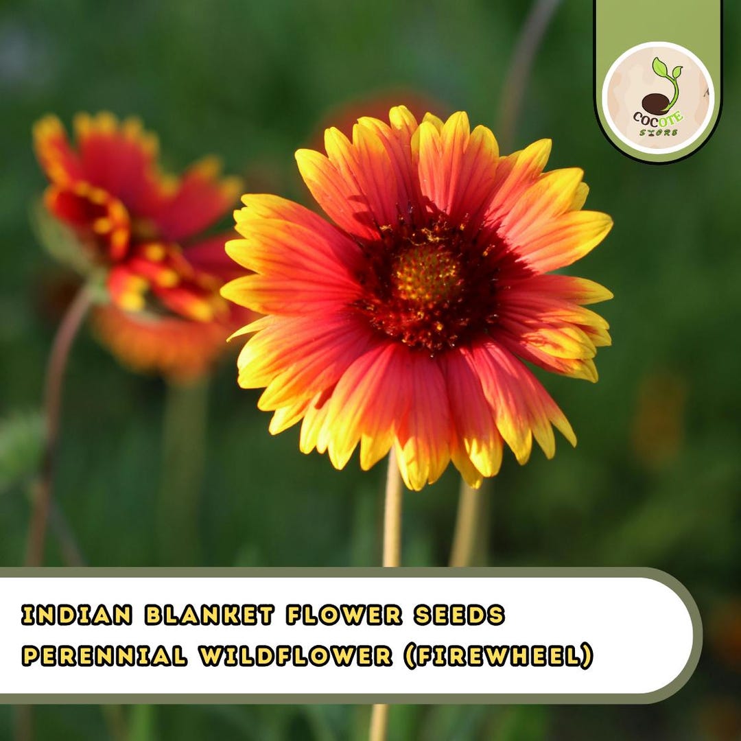 Indian Blanket Flower Seeds – Perennial Wildflower (firewheel) - Etsy