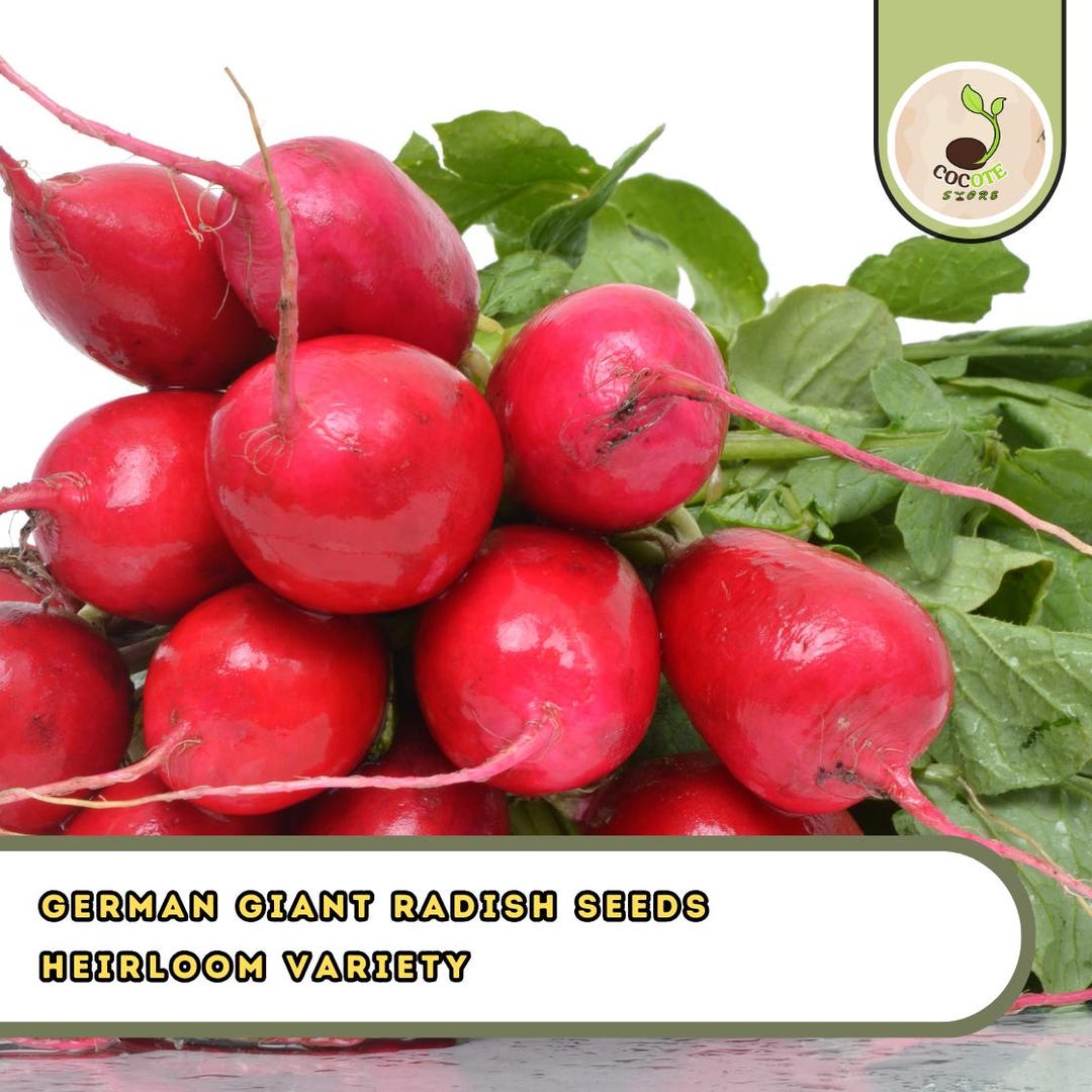 German Giant Radish Seeds – Heirloom Variety From Germany With Large ...