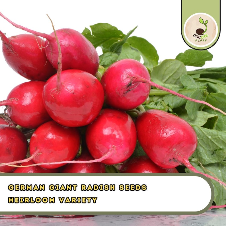 German Giant Radish Seeds – Heirloom Variety From Germany With Large ...