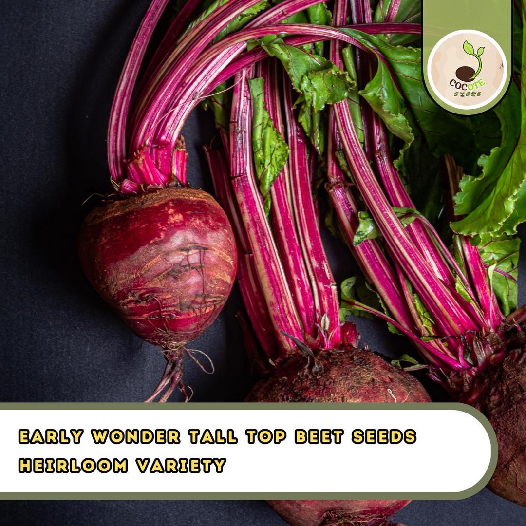 Early Wonder Tall Top Beet Seeds – Heirloom Variety With Glossy Greens ...