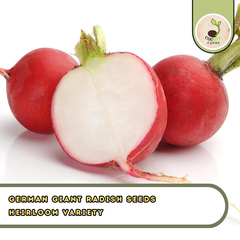 German Giant Radish Seeds – Heirloom Variety From Germany With Large ...