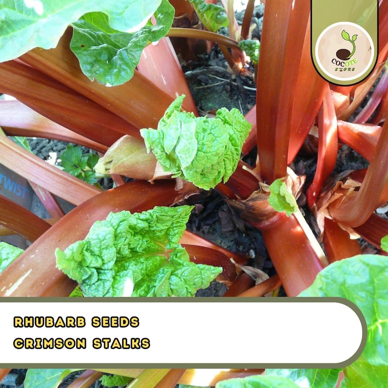 Rhubarb Seeds – Crimson Stalks – Heat Tolerant Perennial Vegetable - Etsy
