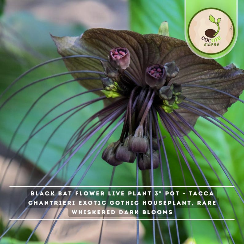 Black Bat Flower Live Plant 3" Pot - Tacca Chantrieri Exotic Gothic ...