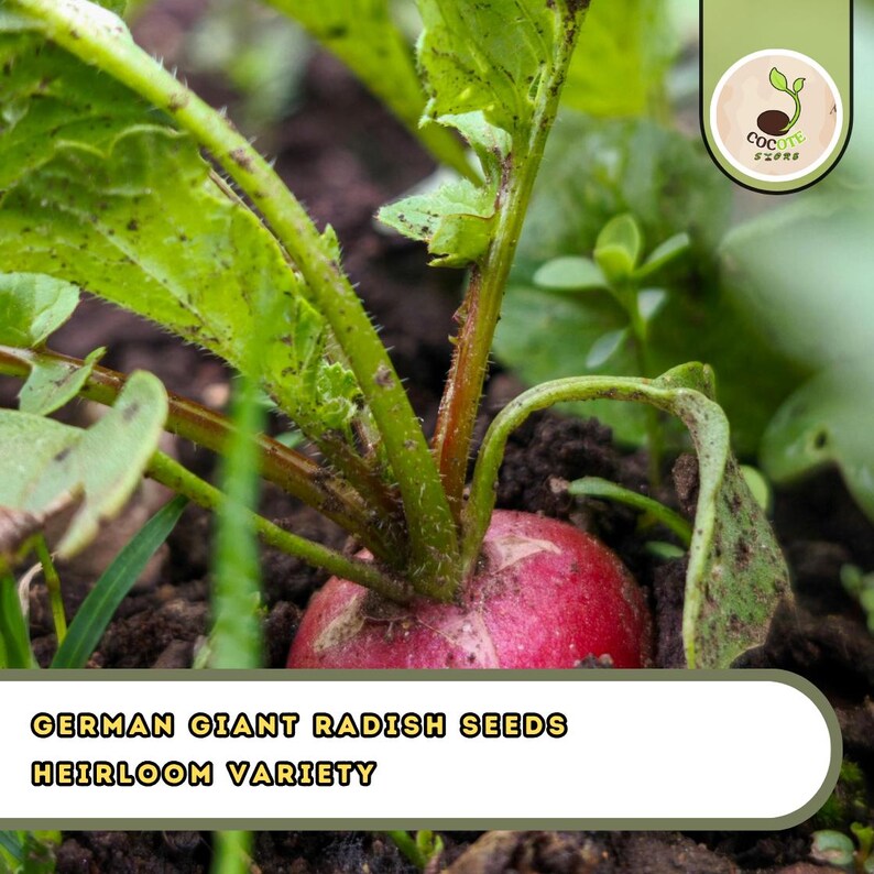 German Giant Radish Seeds – Heirloom Variety From Germany With Large ...