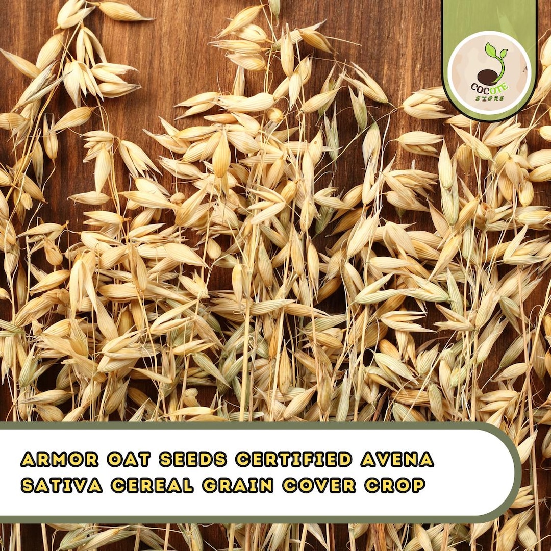 Armor Oat Seeds – Certified Avena Sativa Cereal Grain Cover Crop - Etsy