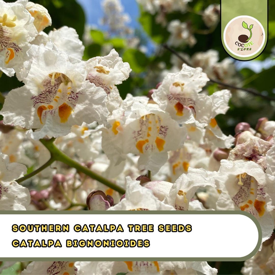 Southern Catalpa Tree Seeds | Catalpa Bignonioides | Flowering Native ...