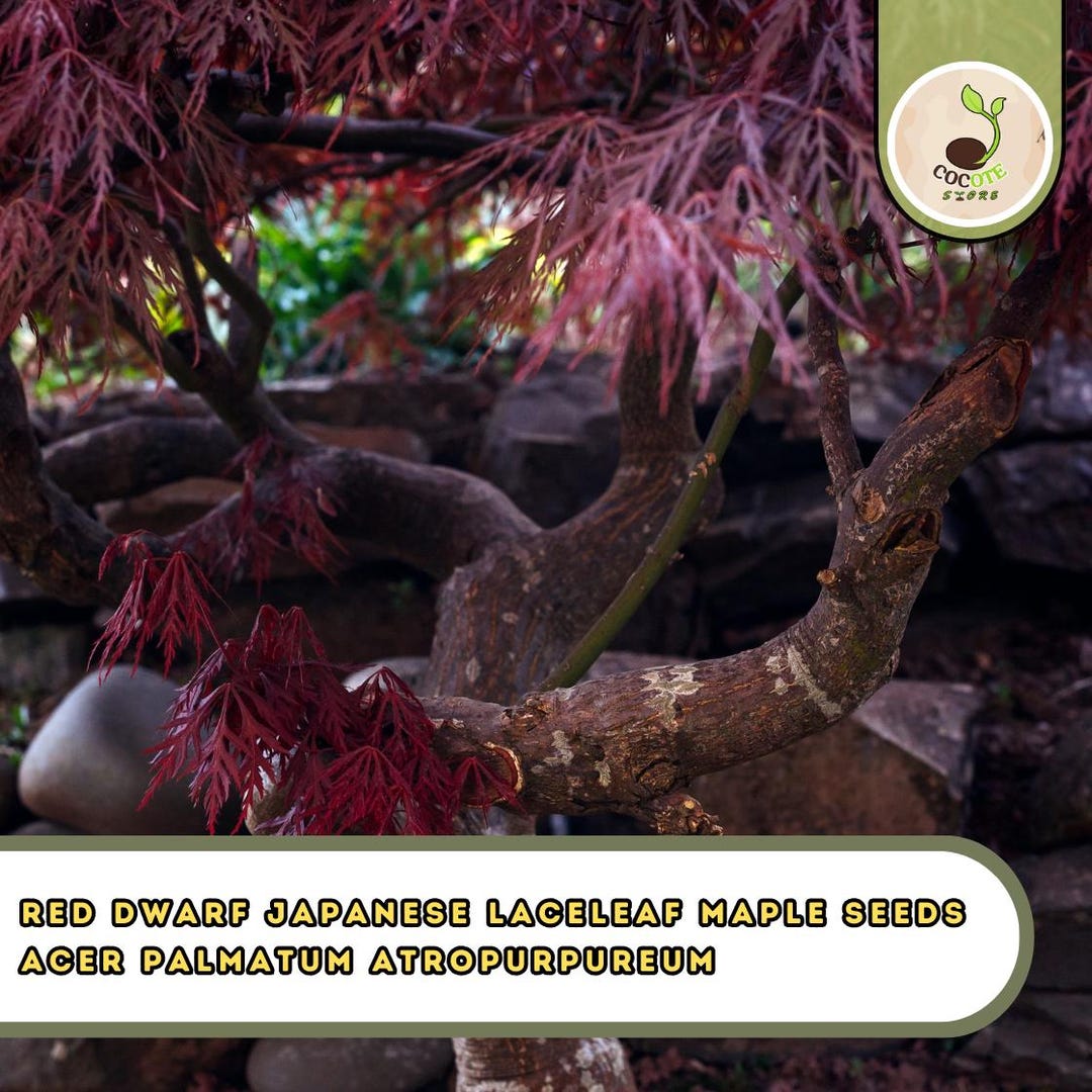 Red Dwarf Japanese Laceleaf Maple Seeds – Acer Palmatum Atropurpureum ...