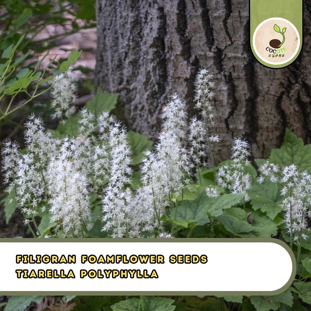 Filigran Foamflower Seeds – Tiarella Polyphylla, White & Pink Shade ...