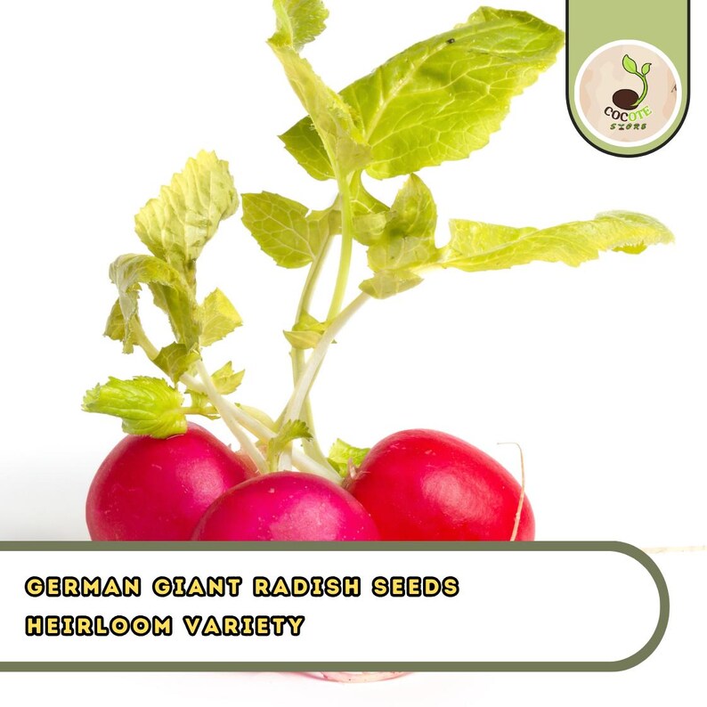 German Giant Radish Seeds – Heirloom Variety From Germany With Large ...
