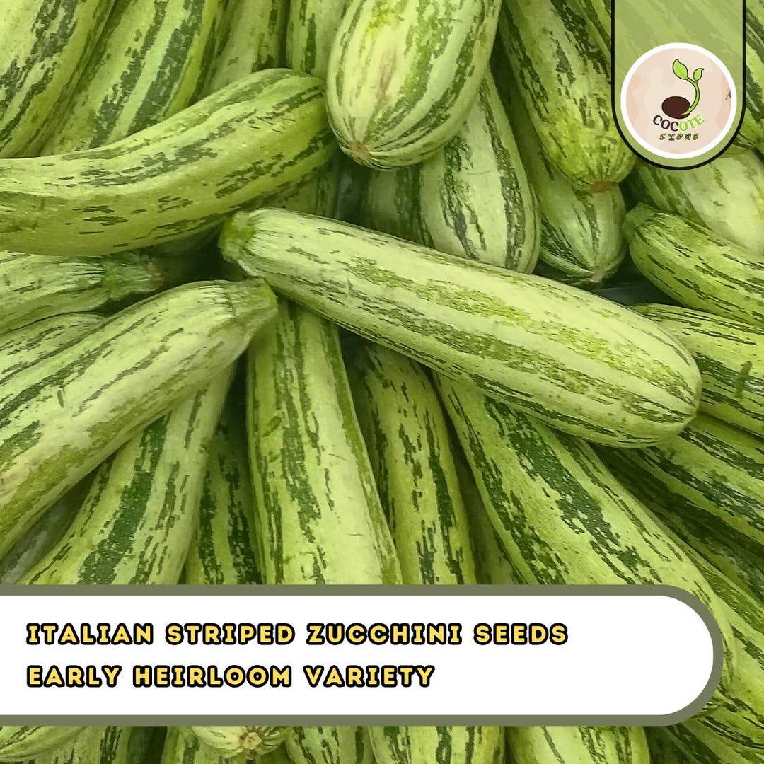 Italian Striped Zucchini Seeds – Early Heirloom Variety, Traditional ...
