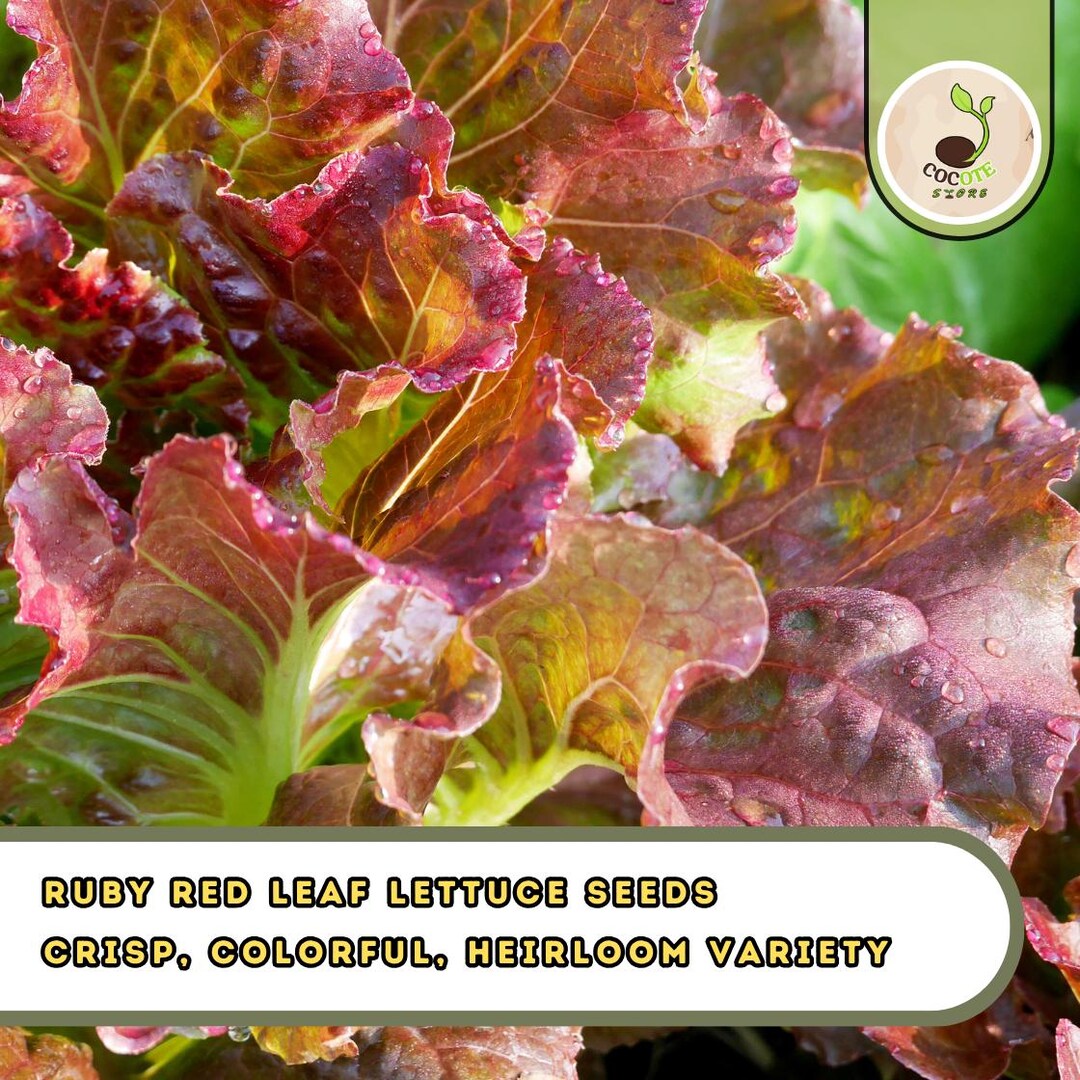Ruby Red Leaf Lettuce Seeds – Crisp, Colorful, Heirloom Variety - Etsy