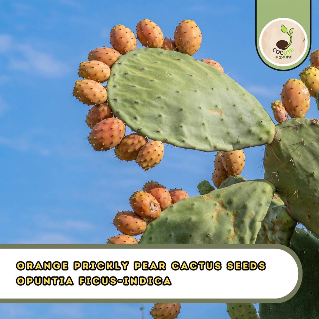 Orange Prickly Pear Cactus Seeds – Opuntia Ficus-indica, Nopal Indian ...