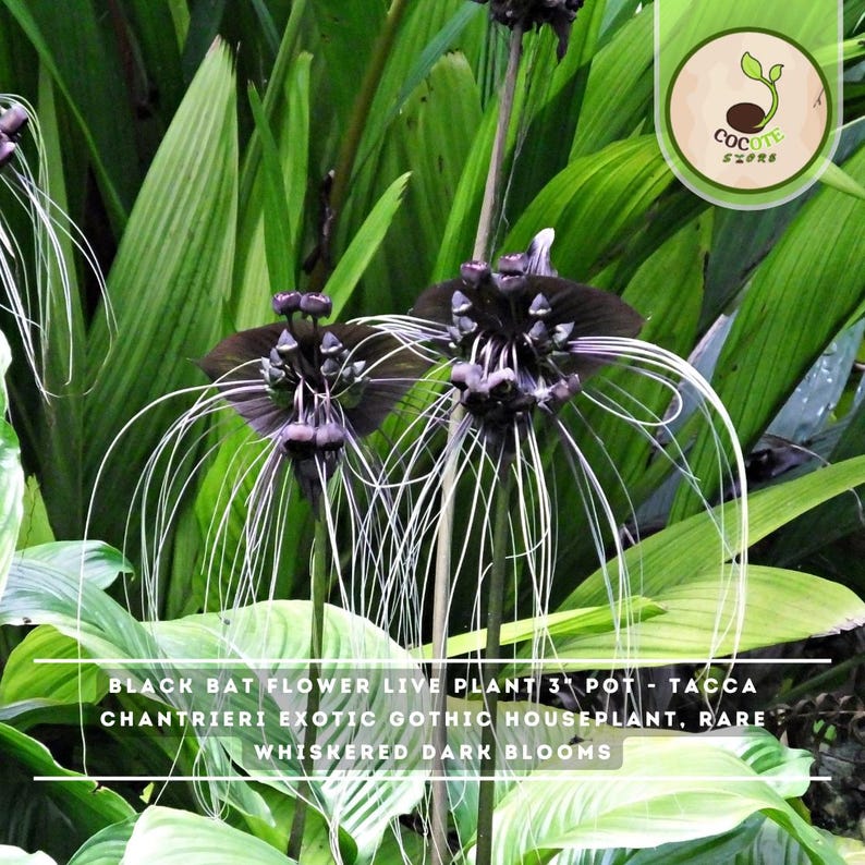 Black Bat Flower Live Plant 3" Pot - Tacca Chantrieri Exotic Gothic ...
