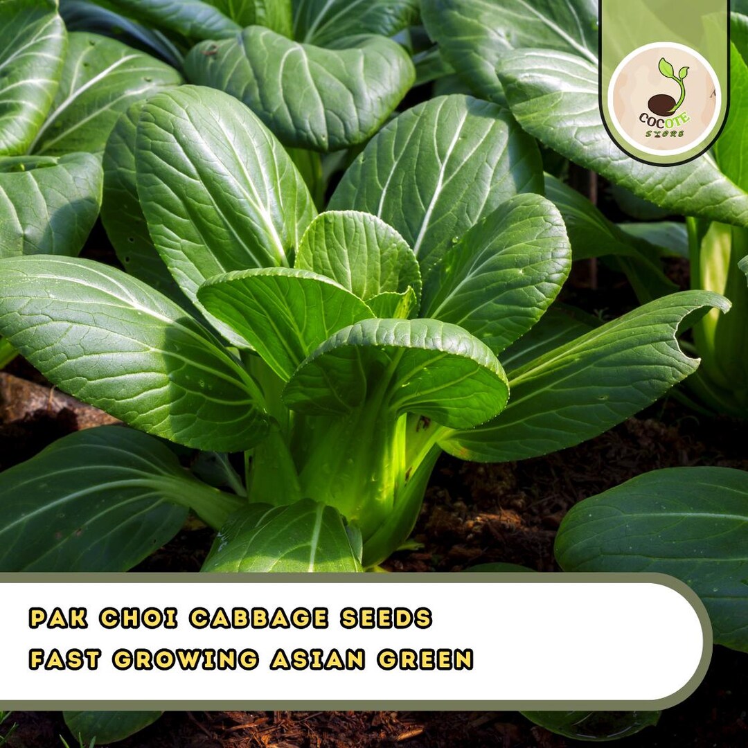 Pak Choi Cabbage Seeds – Fast Growing Asian Green (edible, Hardy ...
