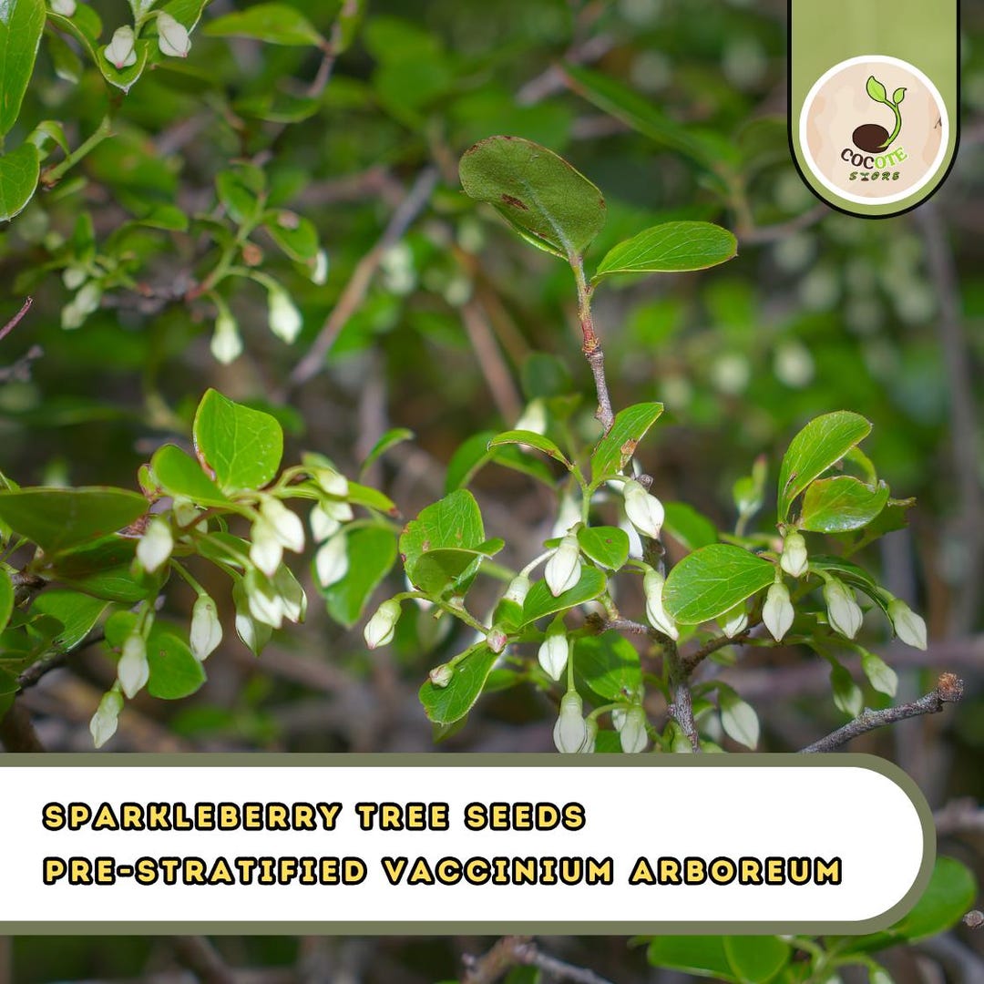 Sparkleberry Tree Seeds – Pre-stratified Vaccinium Arboreum, Native ...
