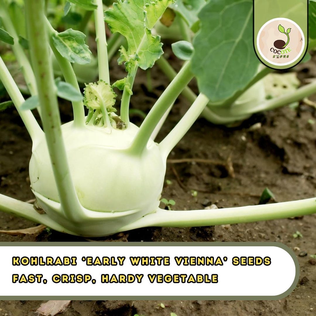 Kohlrabi ‘early White Vienna’ Seeds – Fast, Crisp, Hardy Vegetable - Etsy