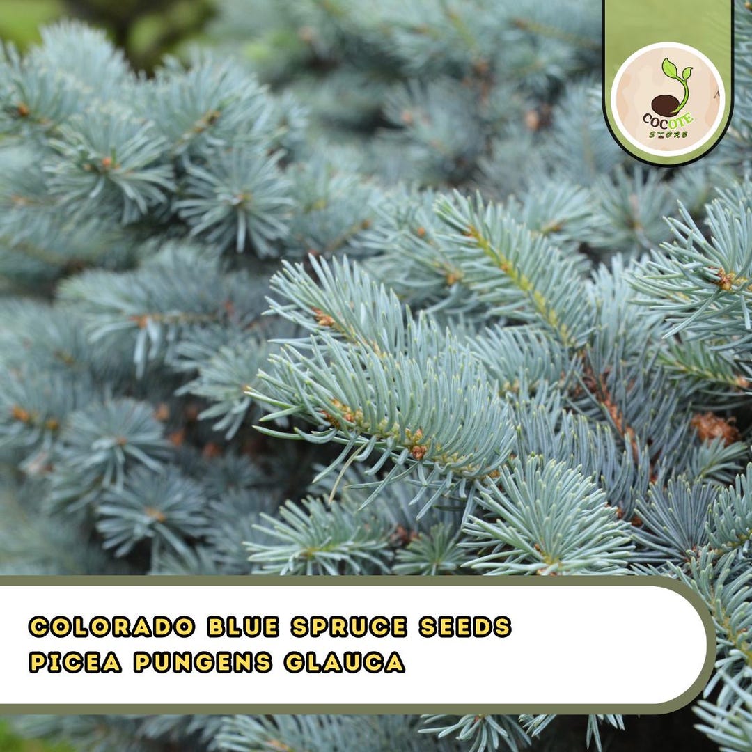 Colorado Blue Spruce Seeds – Picea Pungens Glauca, Hardy Silver-blue ...
