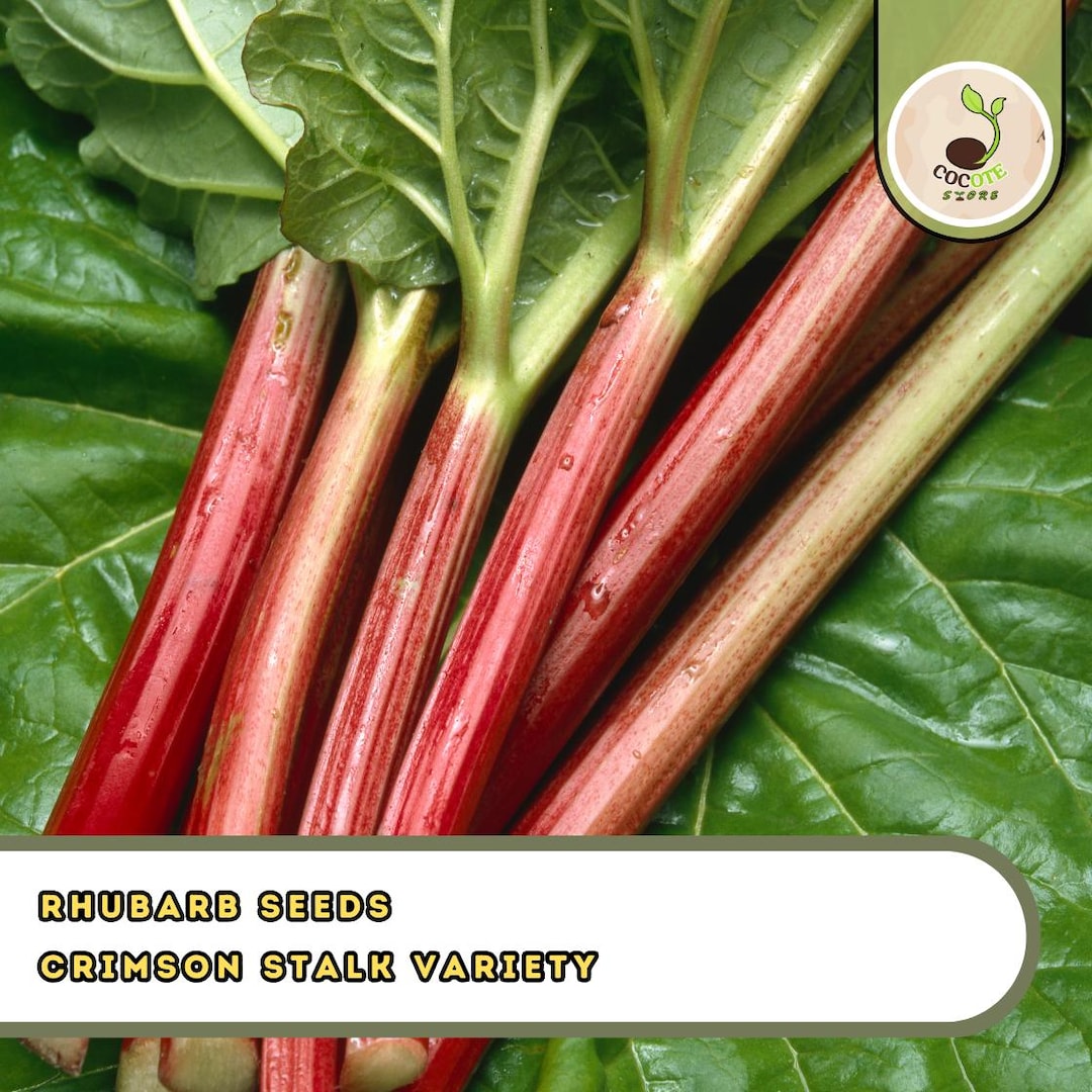Rhubarb Seeds – Crimson Stalk Variety, Heat-tolerant Perennial Garden ...