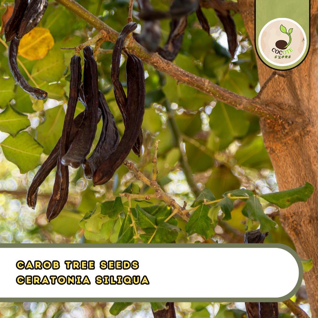 Carob Tree Seeds – Ceratonia Siliqua, Edible Fruit Pod Tree - Etsy