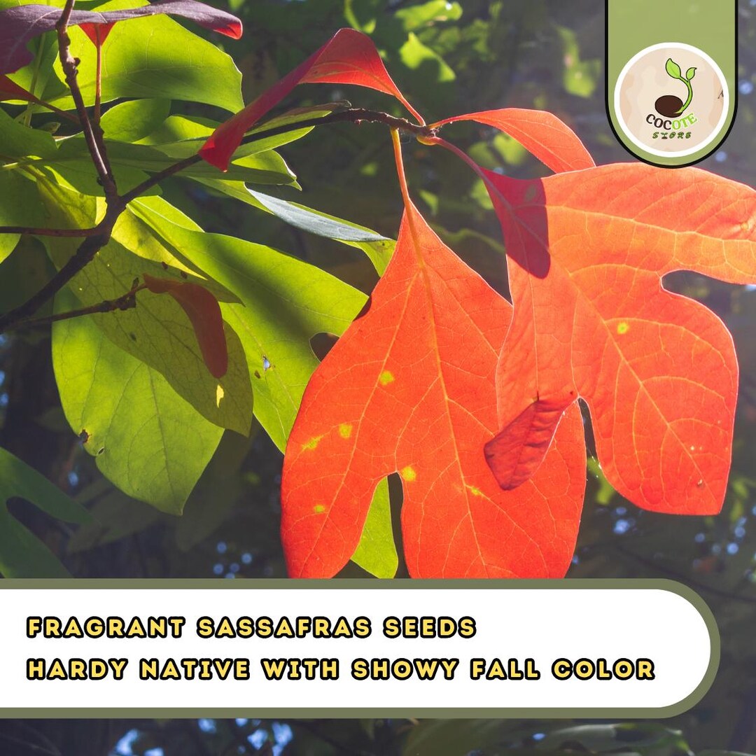 Fragrant Sassafras Seeds – Hardy Native With Showy Fall Color ...