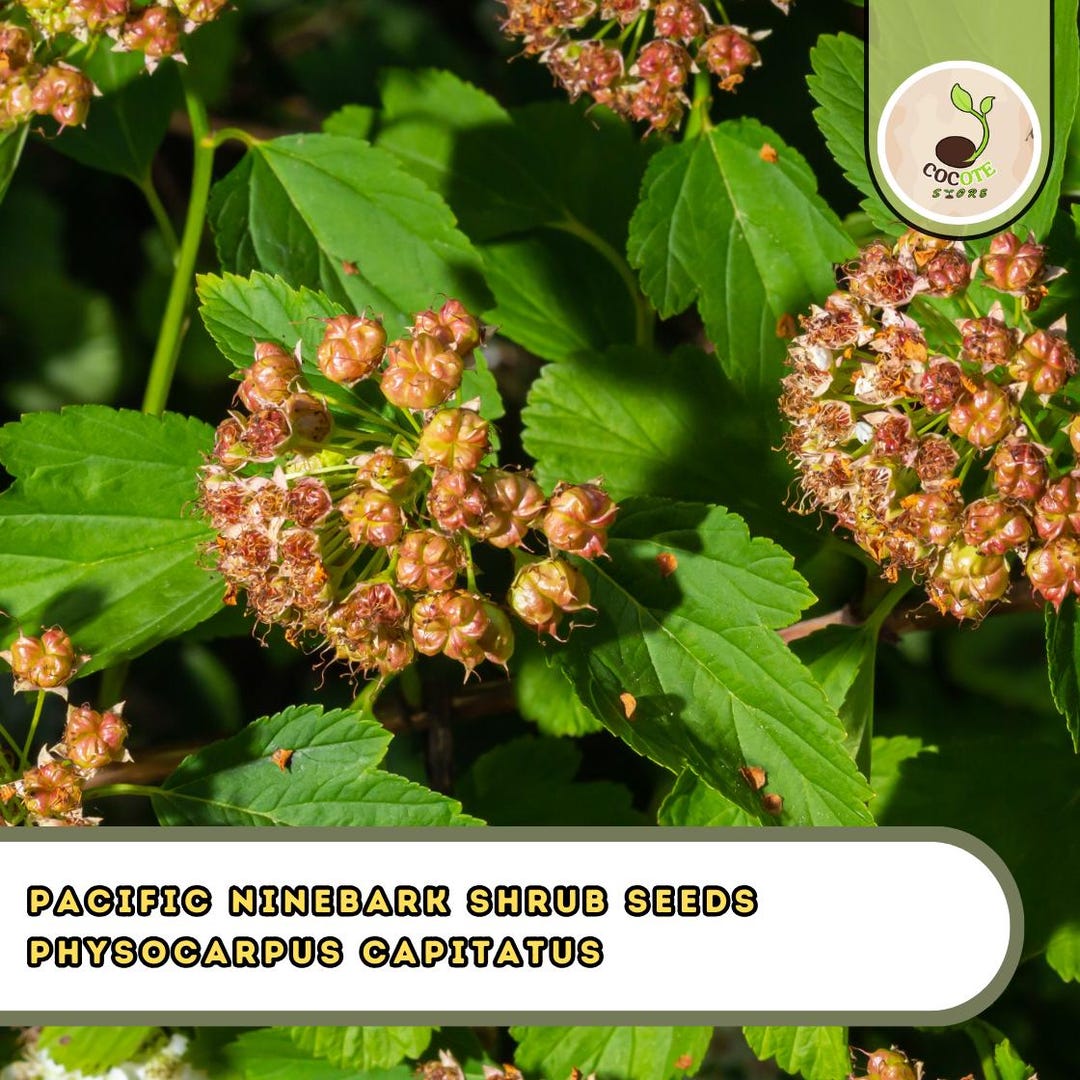 Pacific Ninebark Shrub Seeds – Physocarpus Capitatus, Hardy Western ...