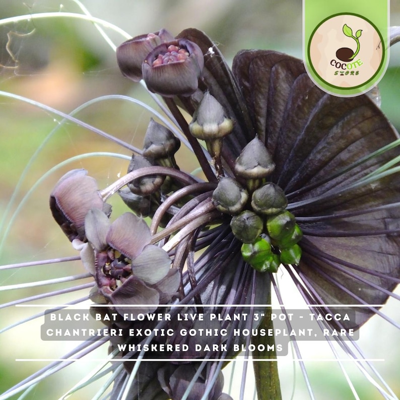 Black Bat Flower Live Plant 3" Pot - Tacca Chantrieri Exotic Gothic ...