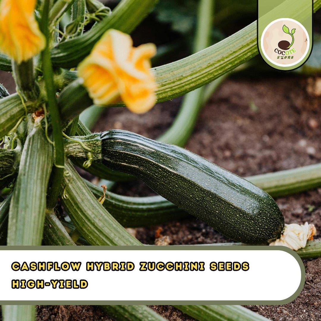 Cashflow Hybrid Zucchini Seeds – High-yield, Disease-resistant Variety ...