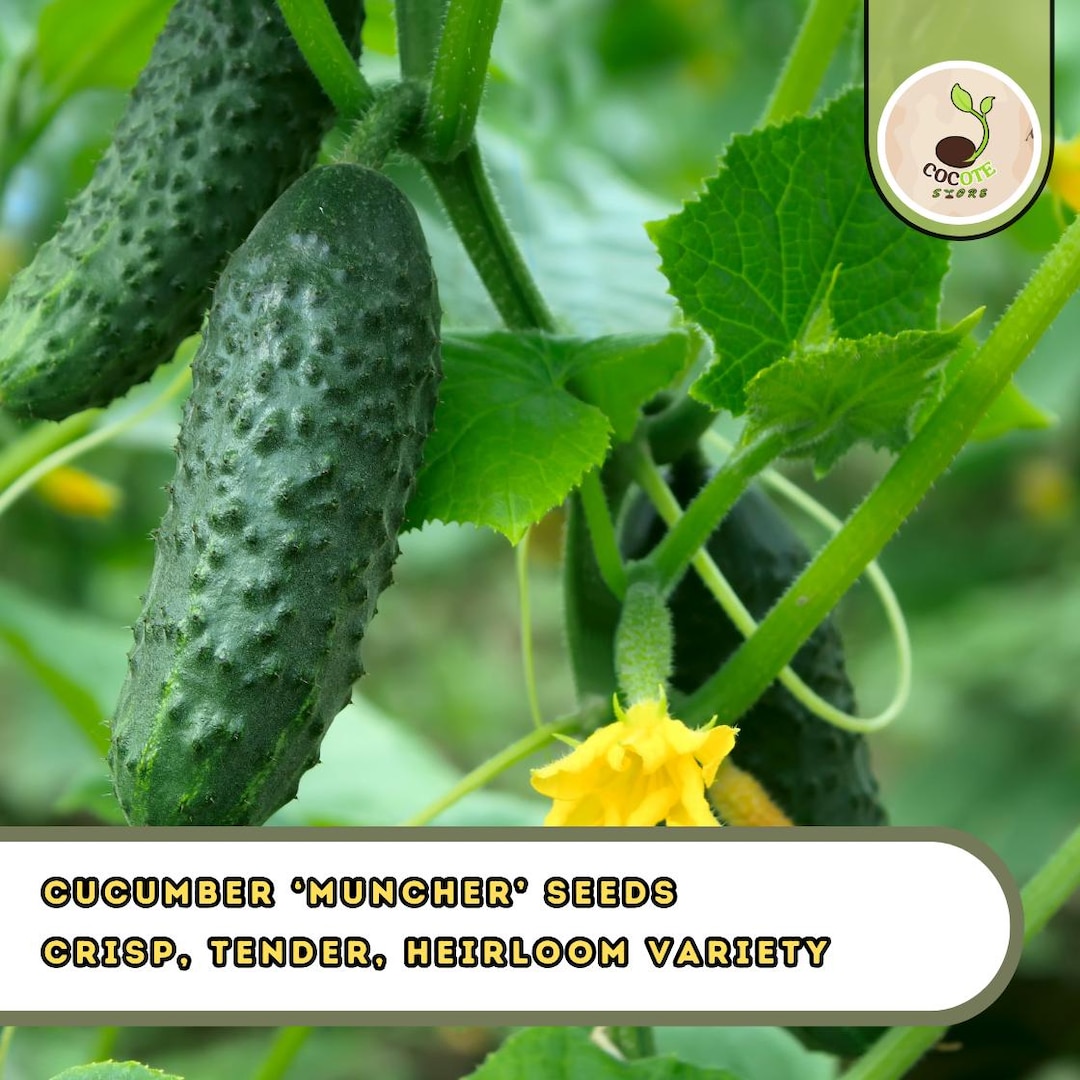 Cucumber ‘muncher’ Seeds – Crisp, Tender, Heirloom Variety - Etsy