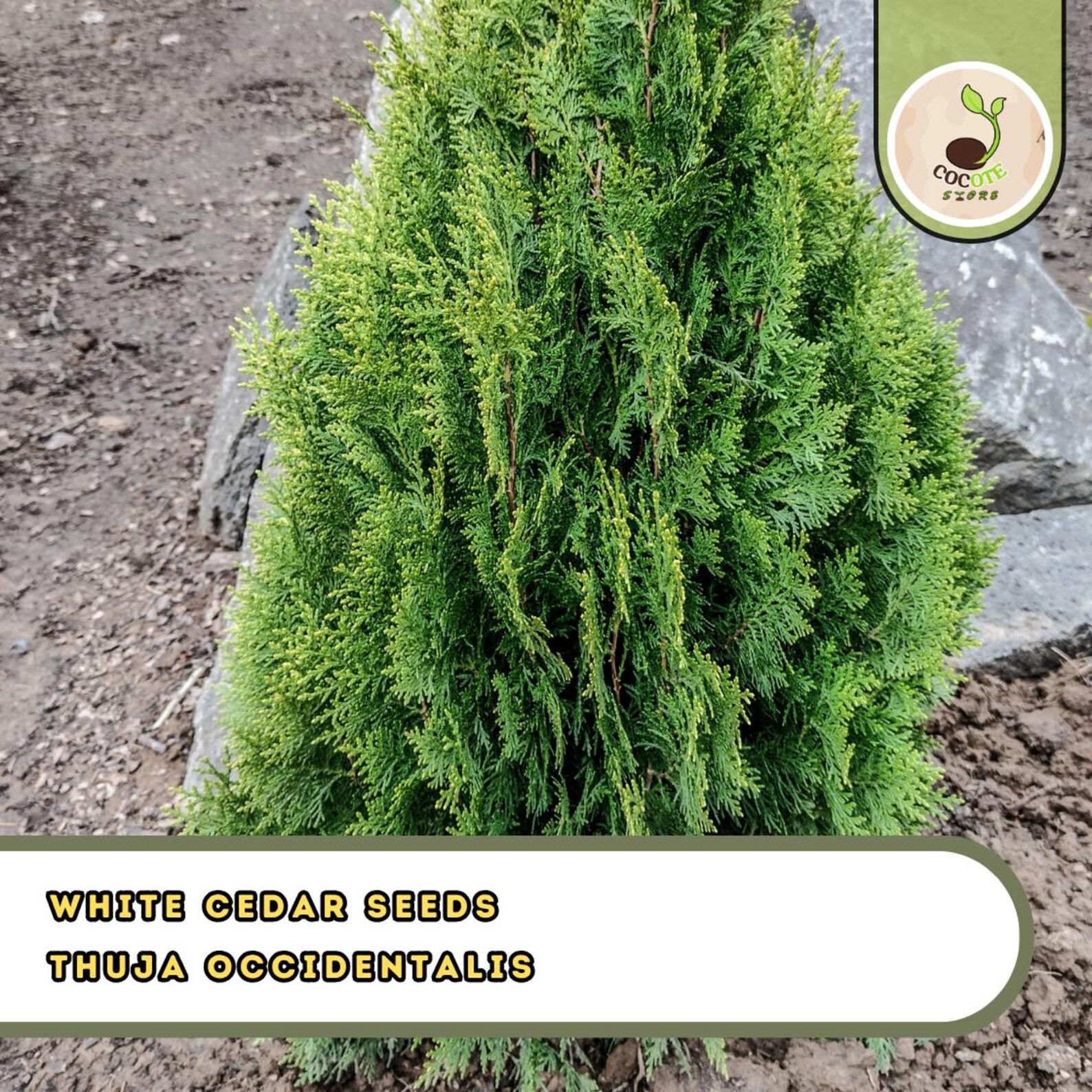 White Cedar Seeds – Thuja Occidentalis for Evergreen Landscaping - Etsy