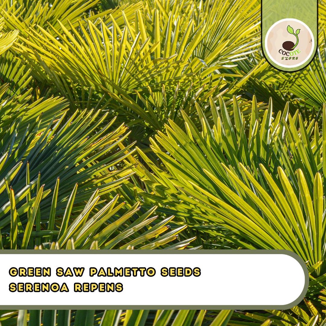 Green Saw Palmetto Seeds – Serenoa Repens, American Dwarf Palm Tree - Etsy