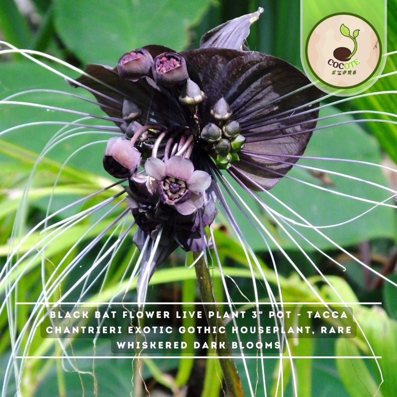 Black Bat Flower Live Plant 3" Pot - Tacca Chantrieri Exotic Gothic ...