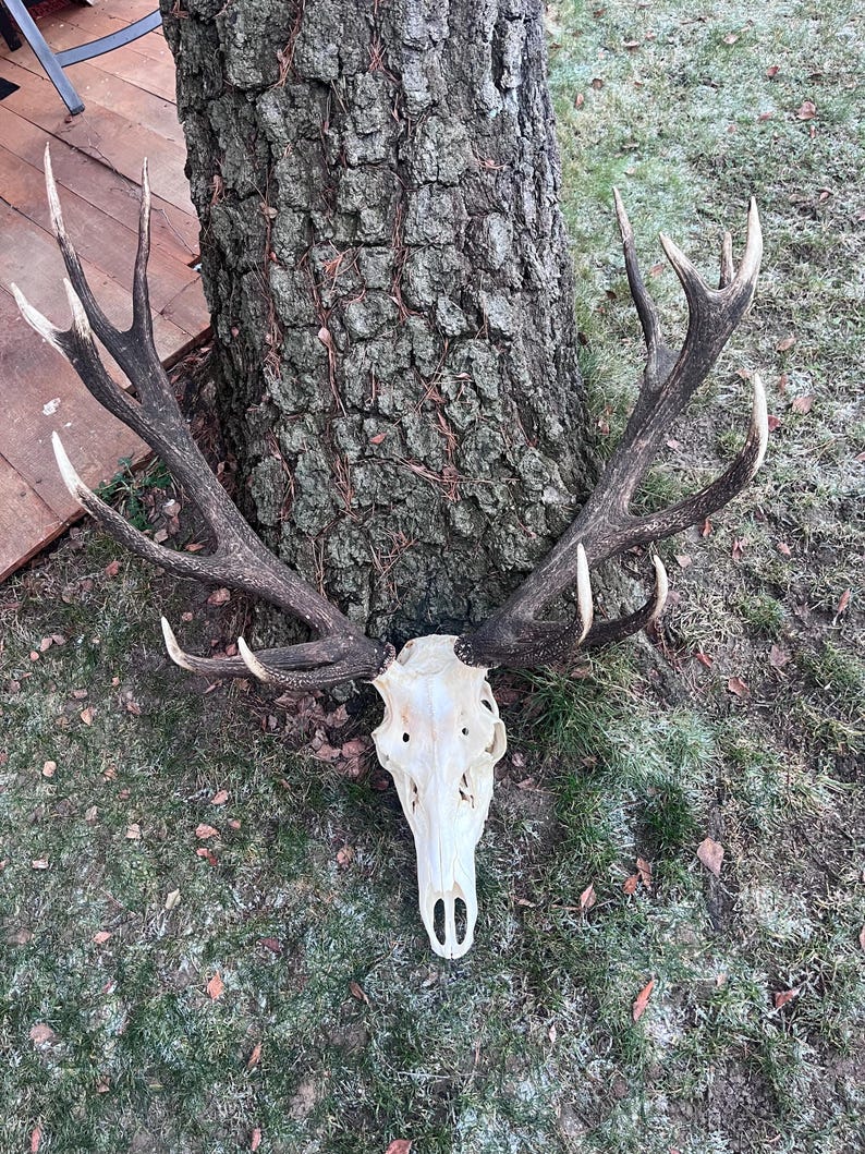 €300 for Pickup! Buy a Red Deer Trophy / Antlers / Stag Antlers / Deer ...