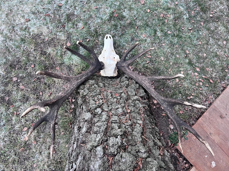 €300 for Pickup! Buy a Red Deer Trophy / Antlers / Stag Antlers / Deer ...