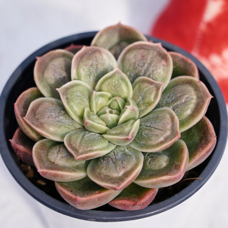 Rare Strange Plants - Etsy