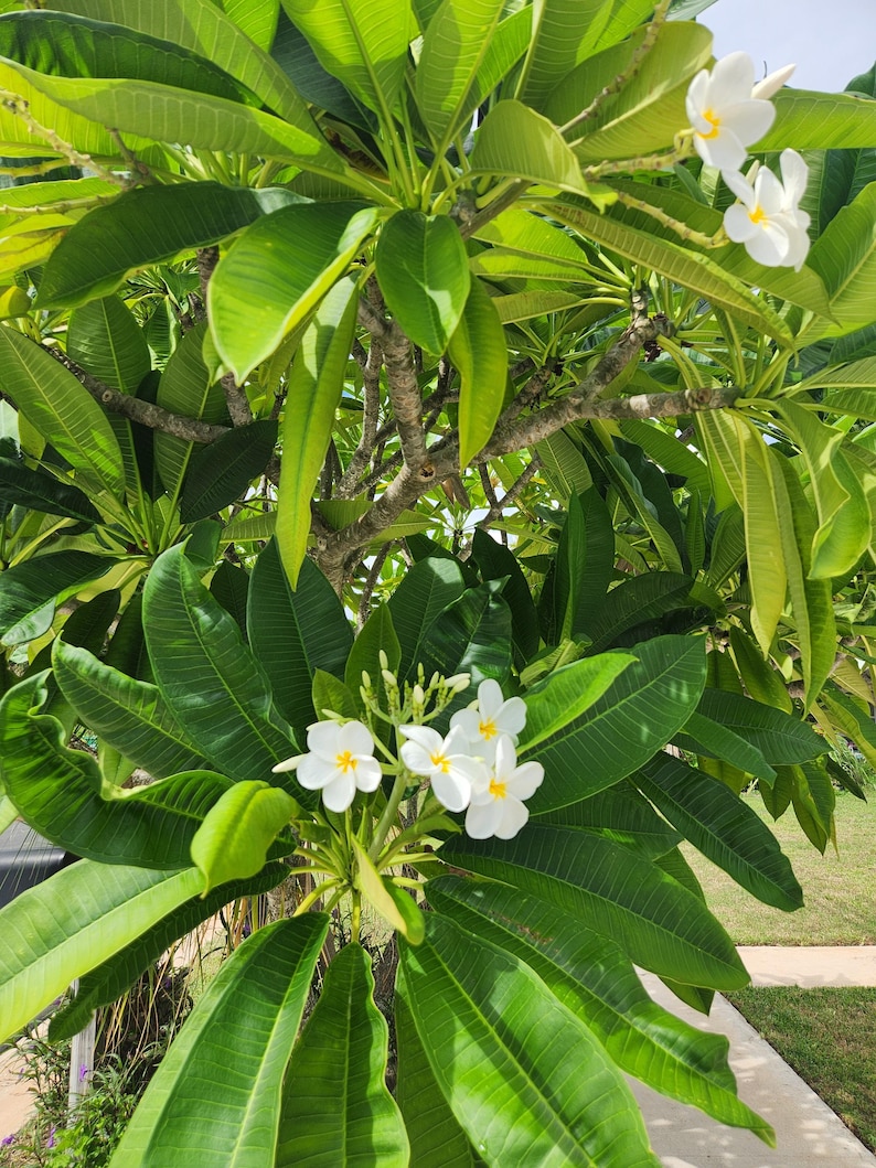 White Plumeria Cutting: Hawaiian Frangipani Tree, 12-inch Tall With ...