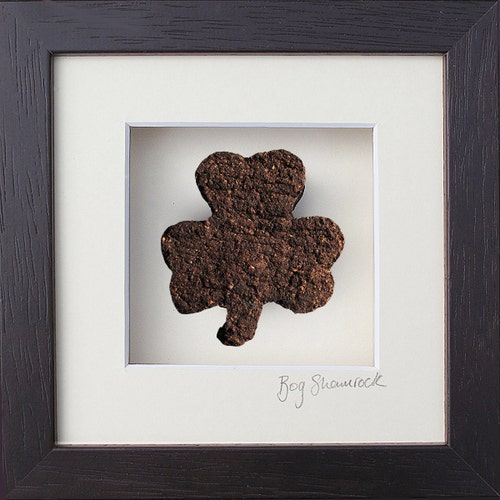 Irish Bog Shamrock Wonderful Gift From Ireland - Etsy