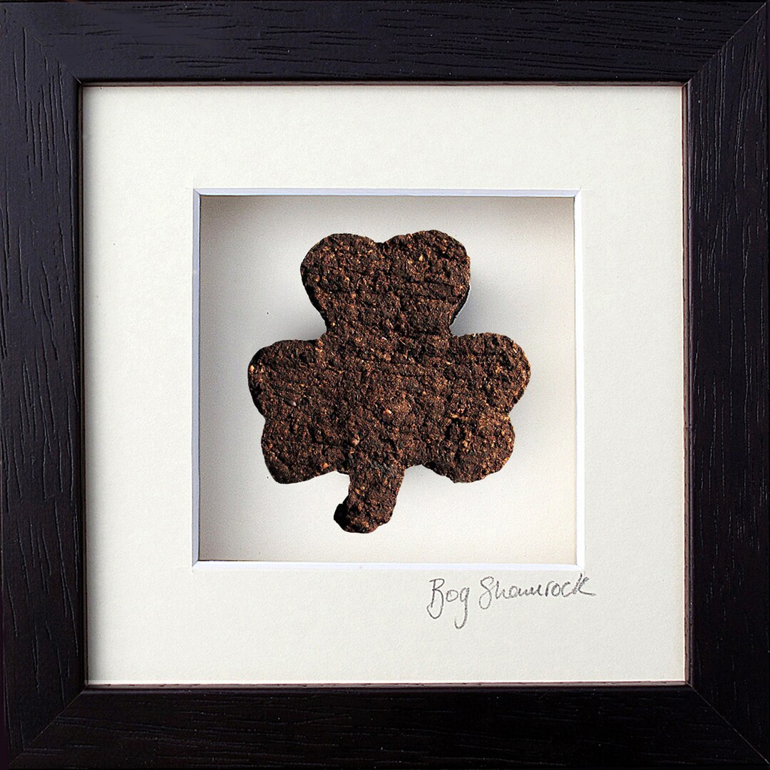 Irish Bog Shamrock - Wonderful Gift From Ireland - Etsy