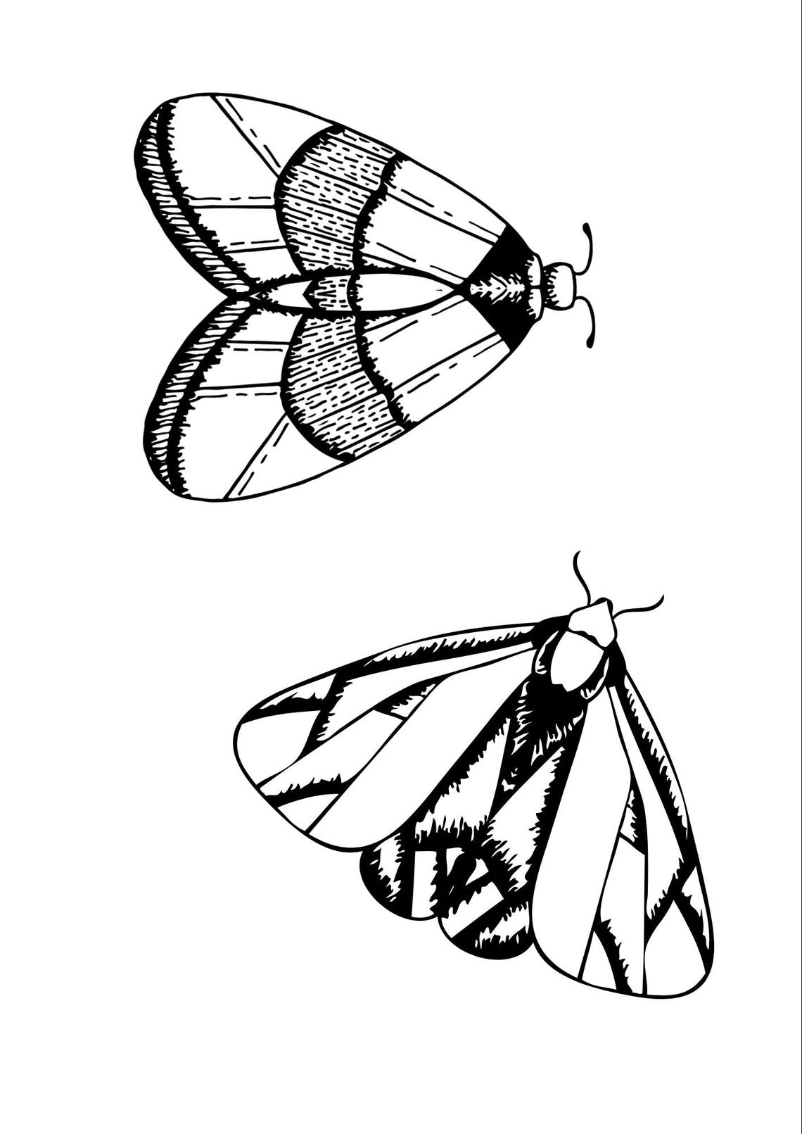 Printable 9 Butterflies Coloring Page – PDF Digital Download - Etsy
