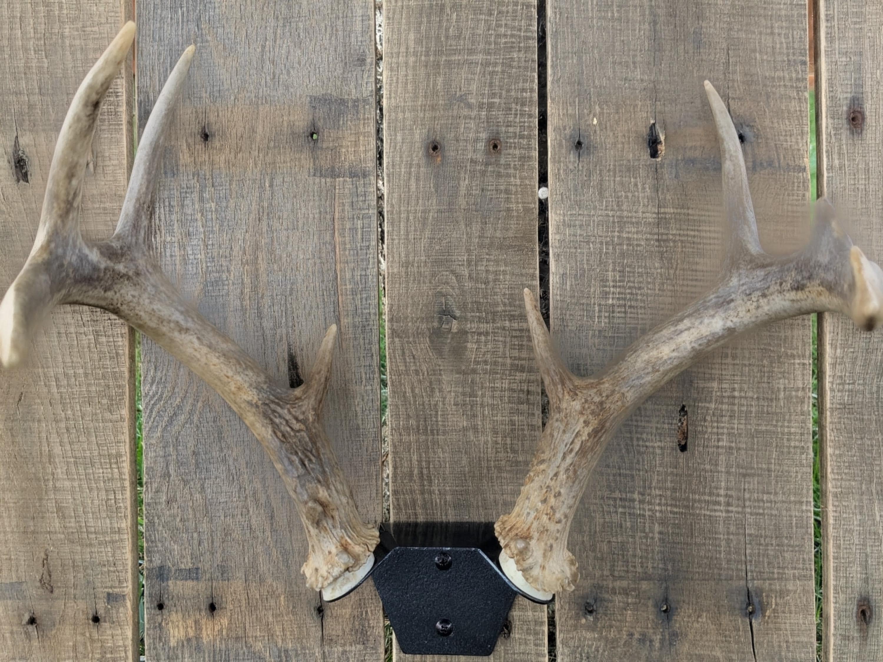 Whitetail Antler Rack Mount - Etsy