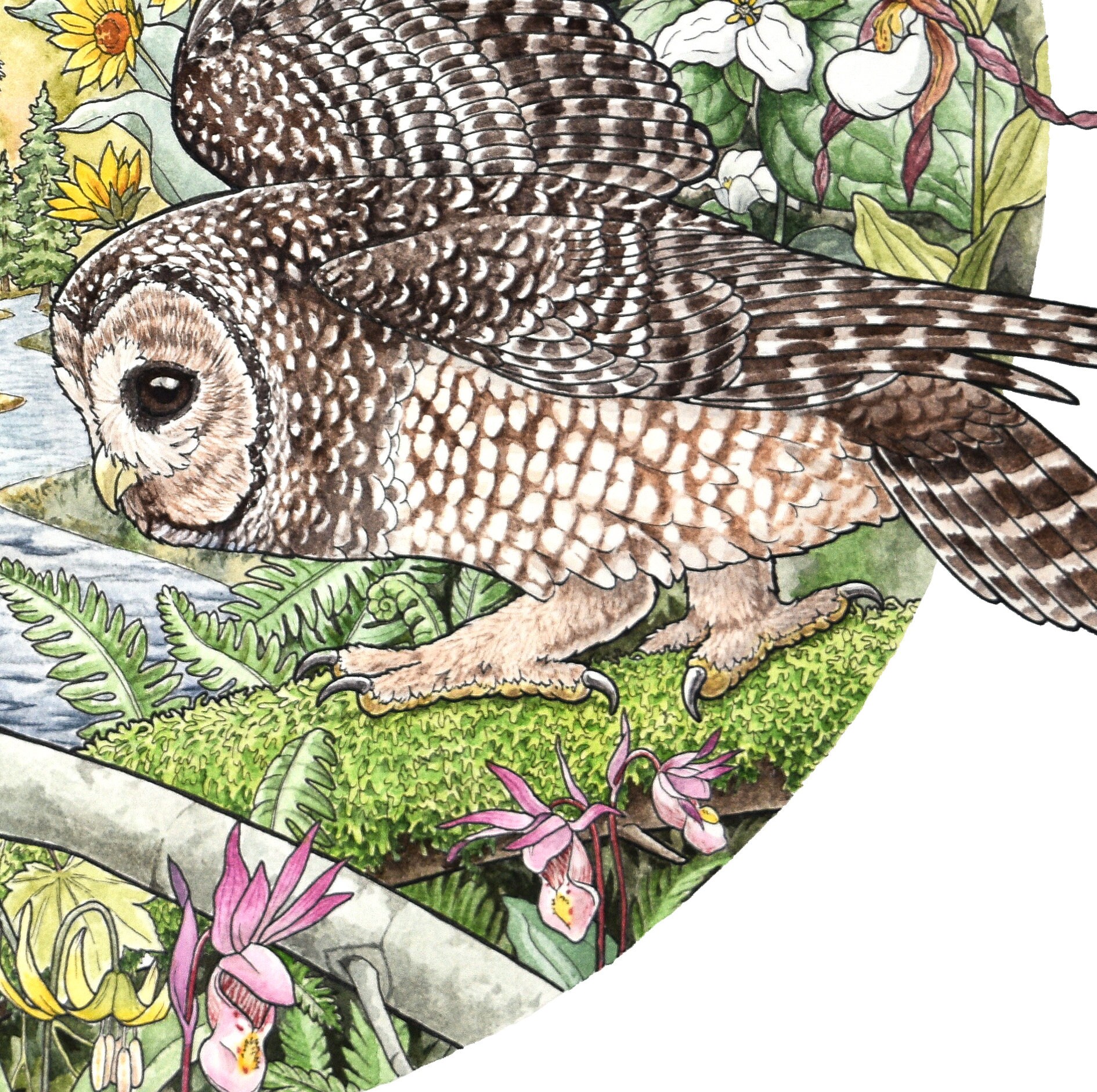 Competitors (spotted Owl and Barred Owl) 8x10 or 11x14 Fine Art Print ...