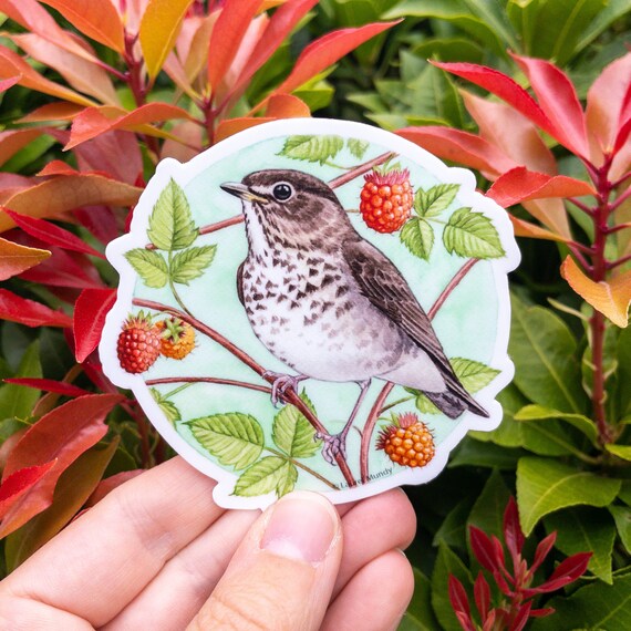 Salmonberry Bird 3 Medium Vinyl Sticker Swainson's - Etsy