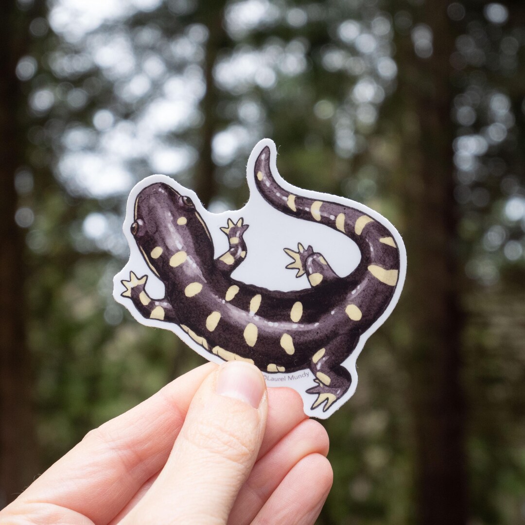 Tiger Salamander 3" Medium Vinyl Sticker Weatherproof Wildlife Sticker ...