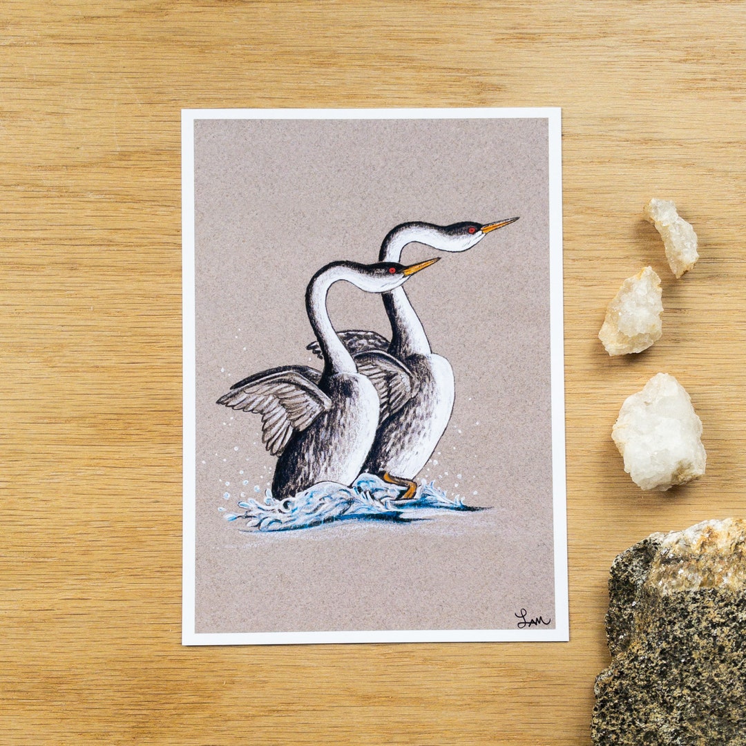 Dancing Grebes 5x7 Art Print Acid Free - Western Grebes Bird Art - Etsy