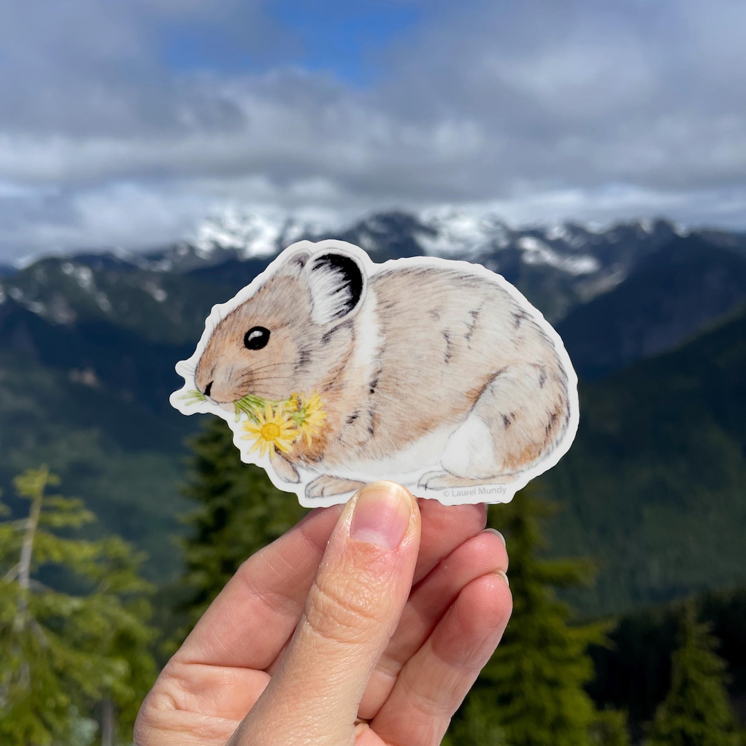 American Pika 3.5" Medium Vinyl Sticker - Weatherproof/dishwasher Safe ...